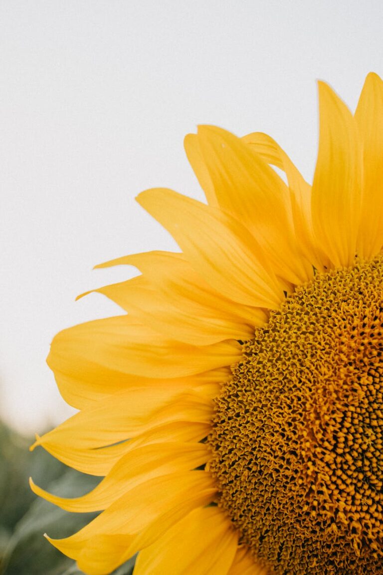 Celebrating Nature’s Radiant Beauty: Sunflower Photography Tips - Shoot ...